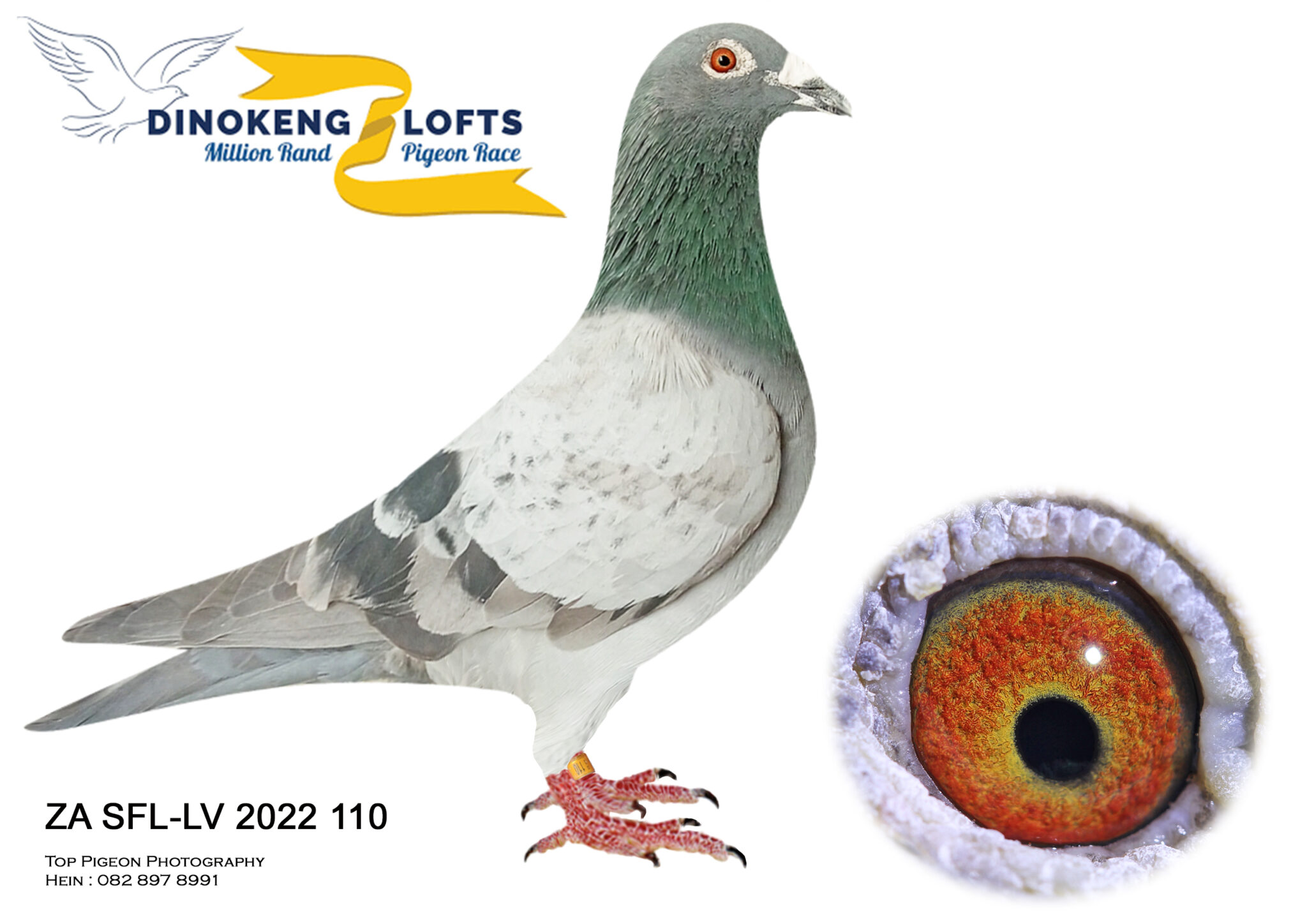 Lot 56 DINOKENG LOFTS AUCTION 2-WILSON H & VISSER L TEAM-ZA SFL LV 22 110 – 29TH BARZALONA RACE ...