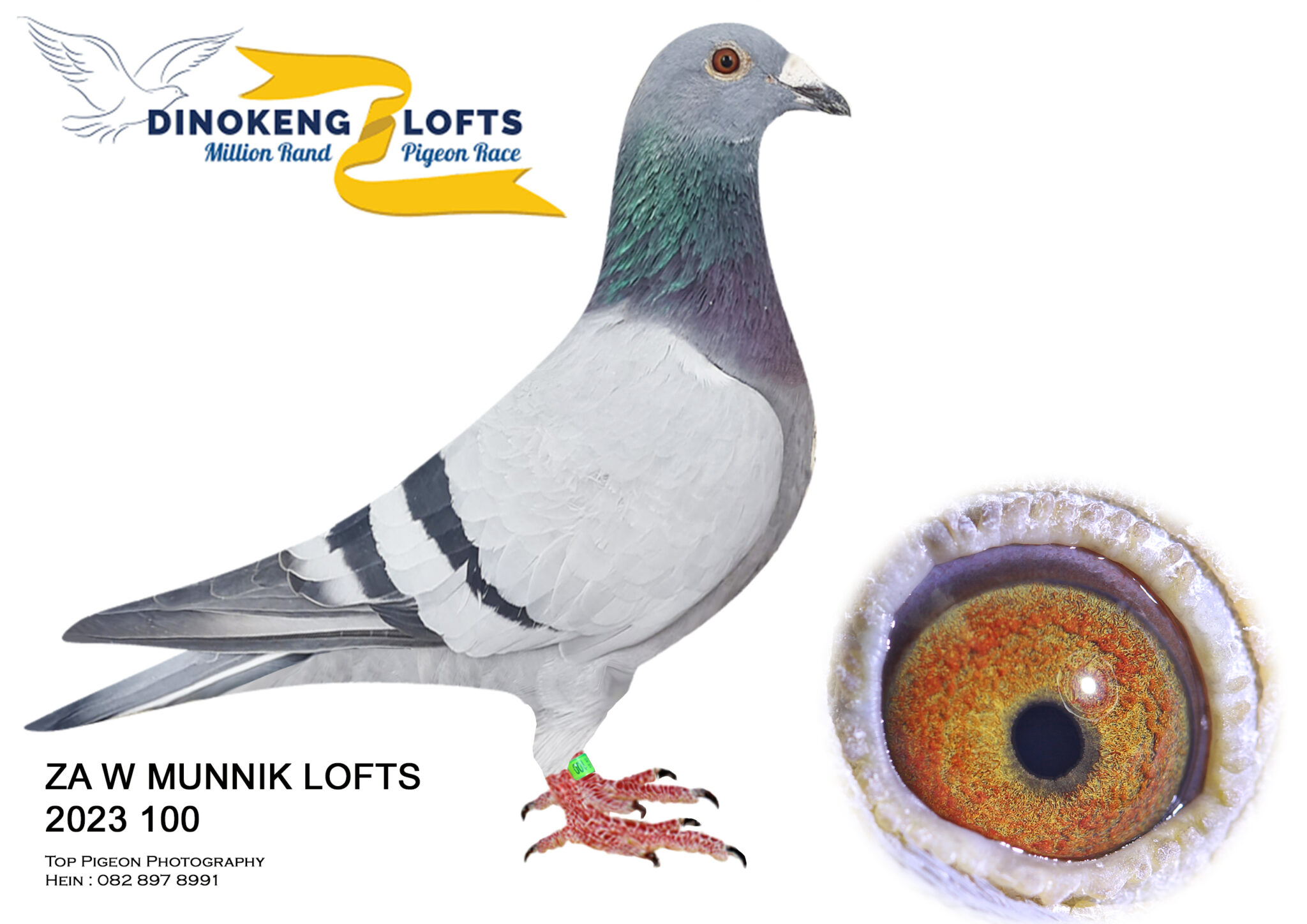 Lot 89 DINOKENG LOFTS AUCTION 2-WILLIE MUNNIK ZA W MUNNIK LOFTS 23 100 BBAR – SIRE: WYNL 21 ZA ...