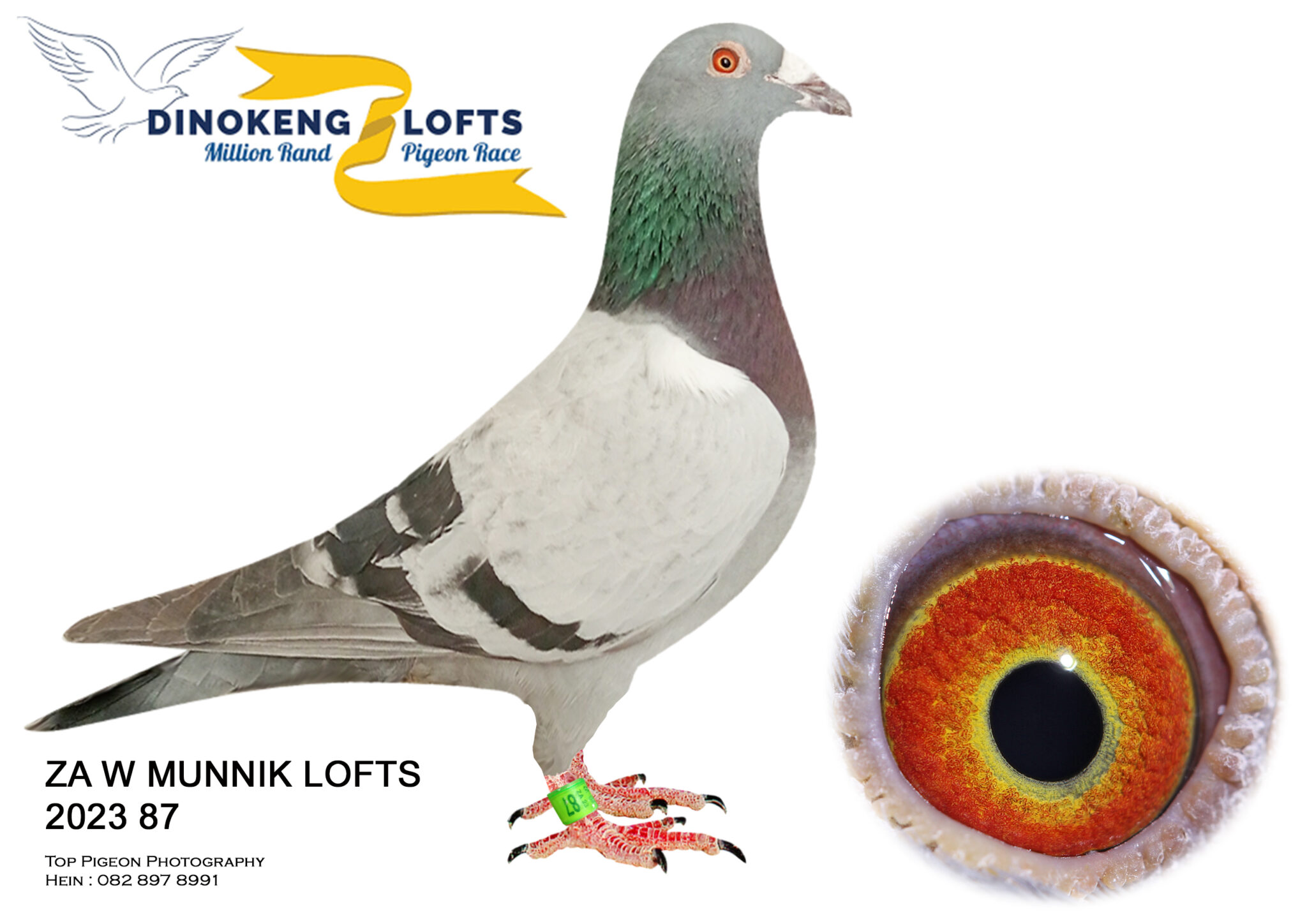 Lot 95 DINOKENG LOFTS AUCTION 2-WILLIE MUNNIK-ZA W MUNNIK LOFTS 23 87 – SIRE: BDUD 18 ZA 0893 ...