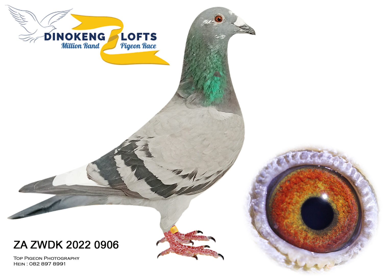 LOT 15 WACKY WEDNESDAY –-MARIETJIE JONKER-ZA ZWDK 22 0906 “STREAMLINE” -SIRE: 5219 PWDF 20 BLOEM ...