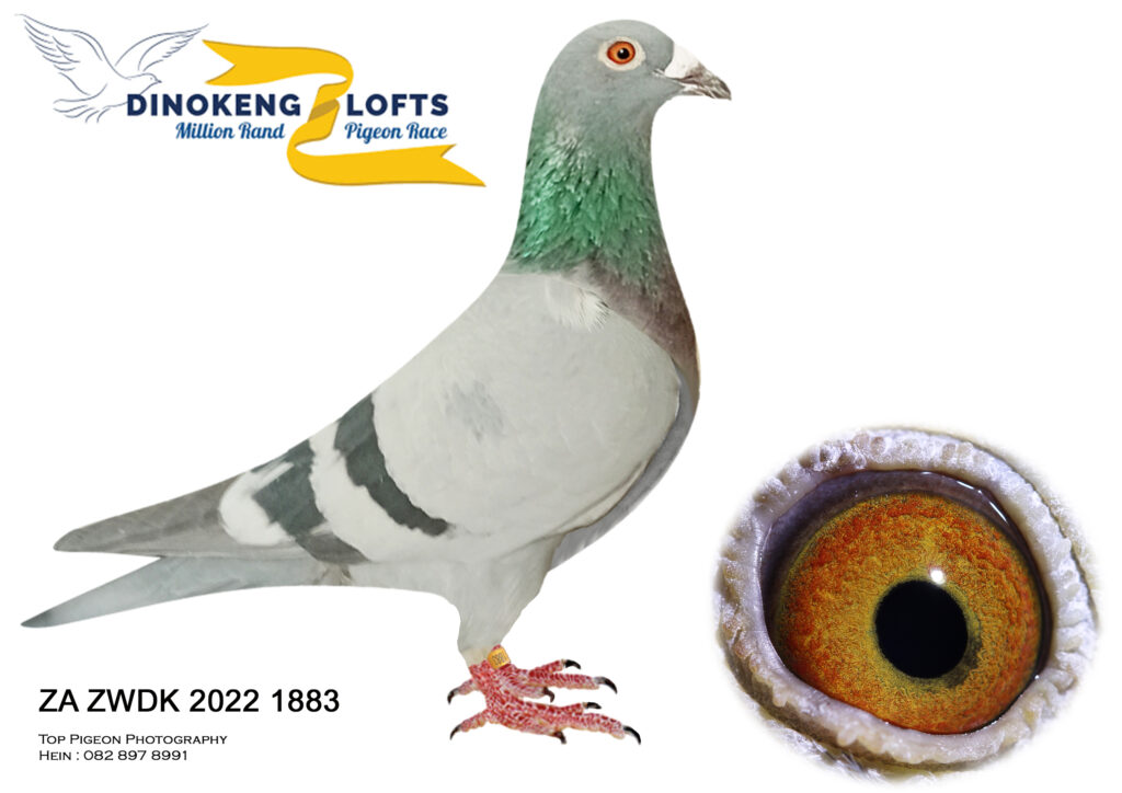 Lot 69 DINOKENG LOFTS AUCTION 2-FOR WORX-ZA ZWDK 22 1883 -SIRE: 4864 BPFD 21. THIS COCK IS A ...