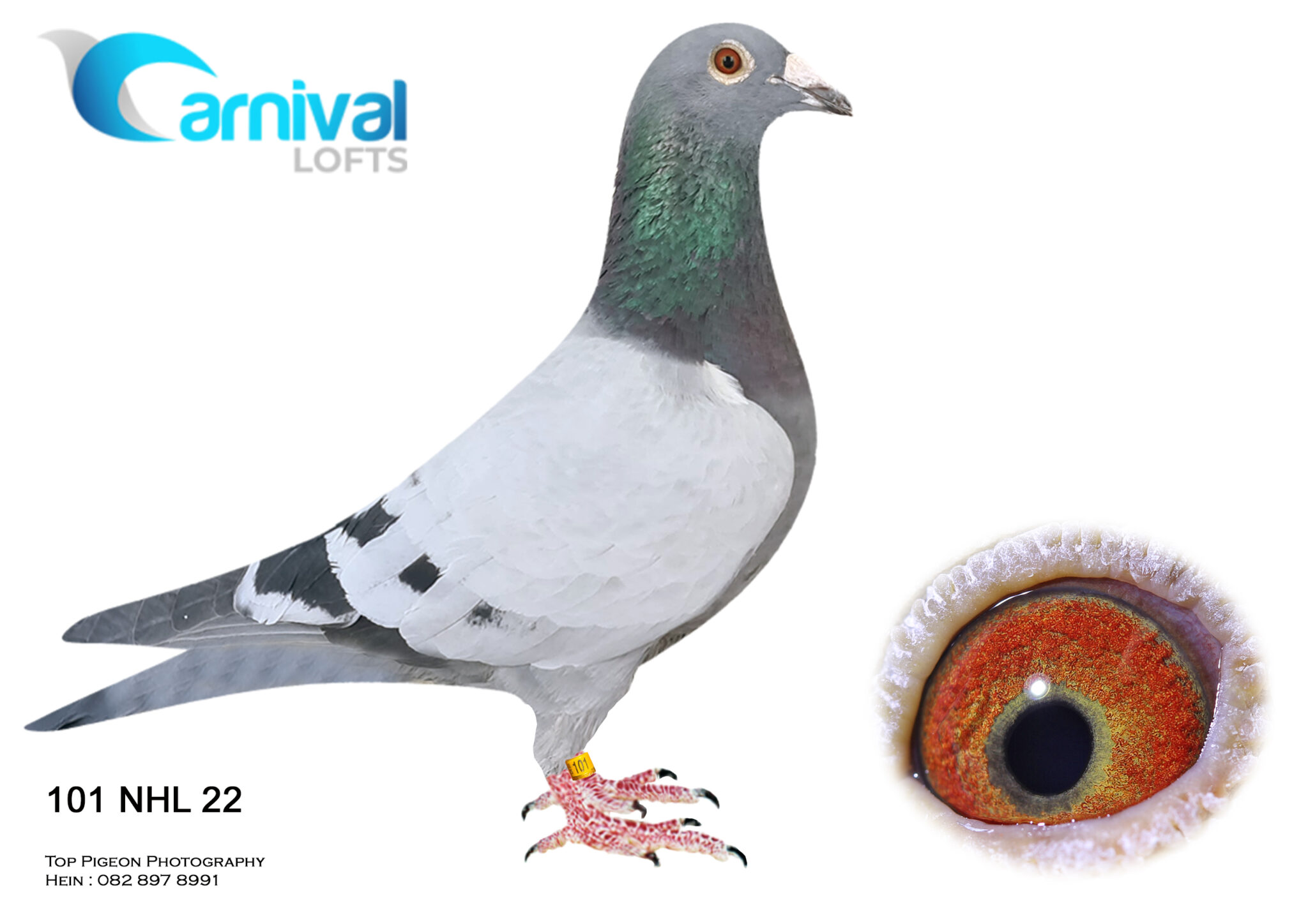 Lot 43 Carnival One Day Lofts-BADENHORST LOFTS-NHL 22 101 BBAR – SIRE: 90709 18 ZA. Alias “Blue ...