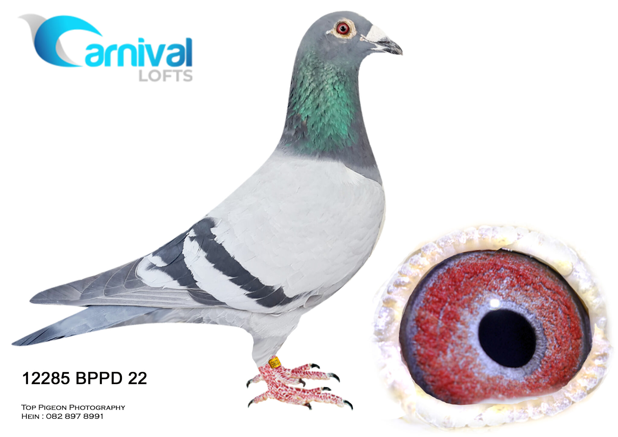 Lot 44 Carnival One Day Lofts-HENDRIK & DANIEL MOLLER-BPPD 22 12285 ...