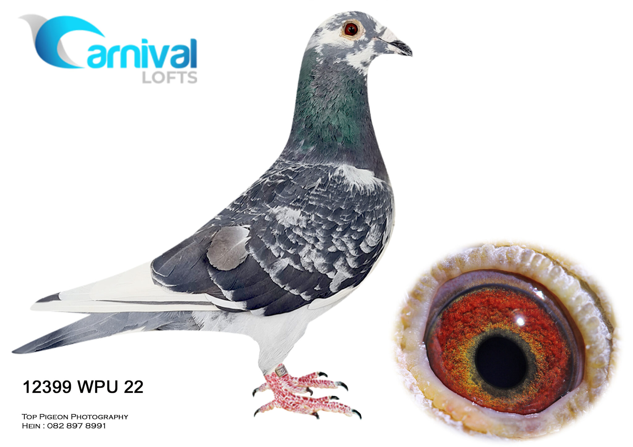 Lot 96 Carnival One Day Lofts-PH-WPU 22 12399 CHPD – SIRE: Grizzle C ...