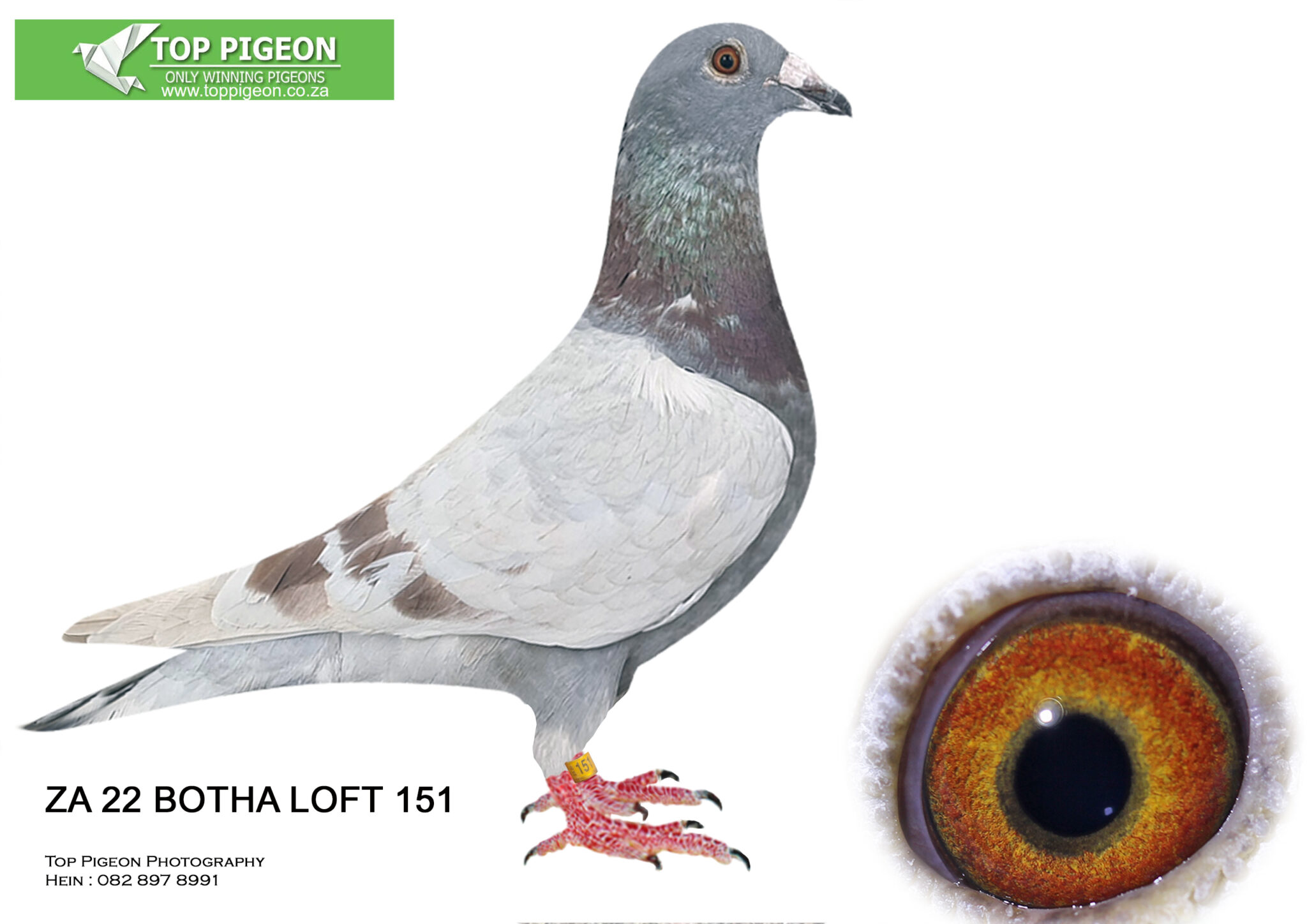 LOT 31 BOTHA LOFTS – ZA 22 BOTHA LOFT 151 MEALY – SIRE:1433106 NL 21 ...