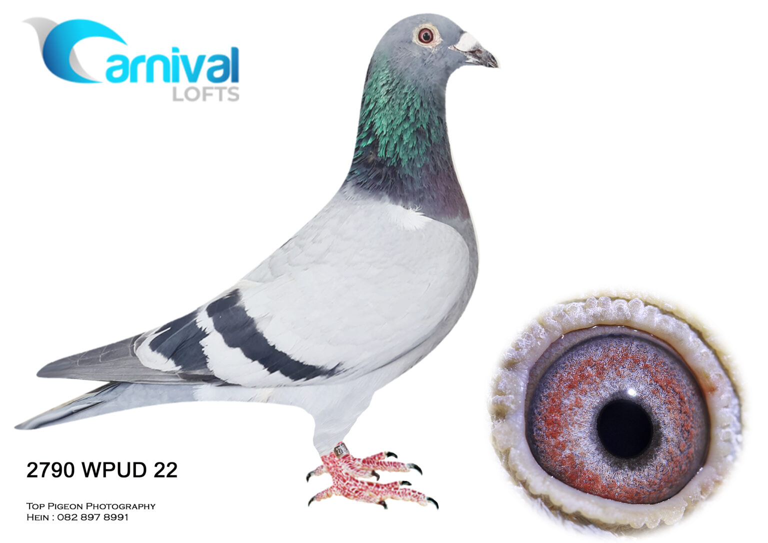 Lot 77 Carnival One Day Lofts-MARNES NEL-WPUD 22 2790 BB – SIRE:0782 17 ...