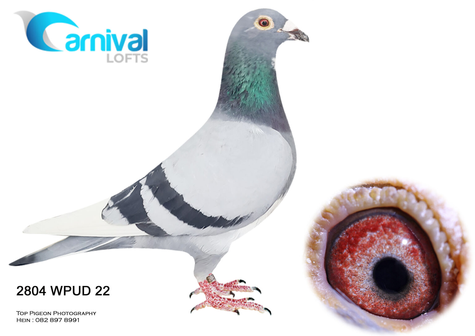 Lot 42 Carnival One Day Lofts-MARNES NEL-WPUD 22 2804 BBAR WF – Also ...