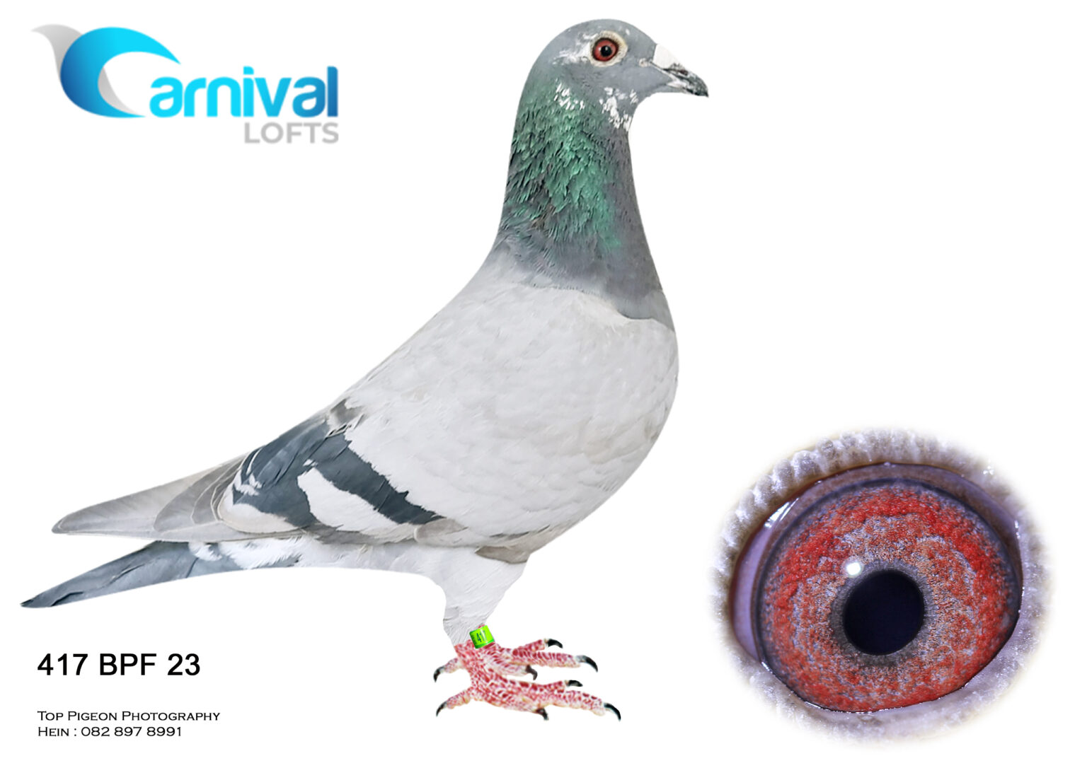 Lot 60 Carnival One Day Lofts-KINGLEA LOFTS-BPF 23 417 – SIRE: ZA 21 BPFD 902. Colour: Blue Bar ...