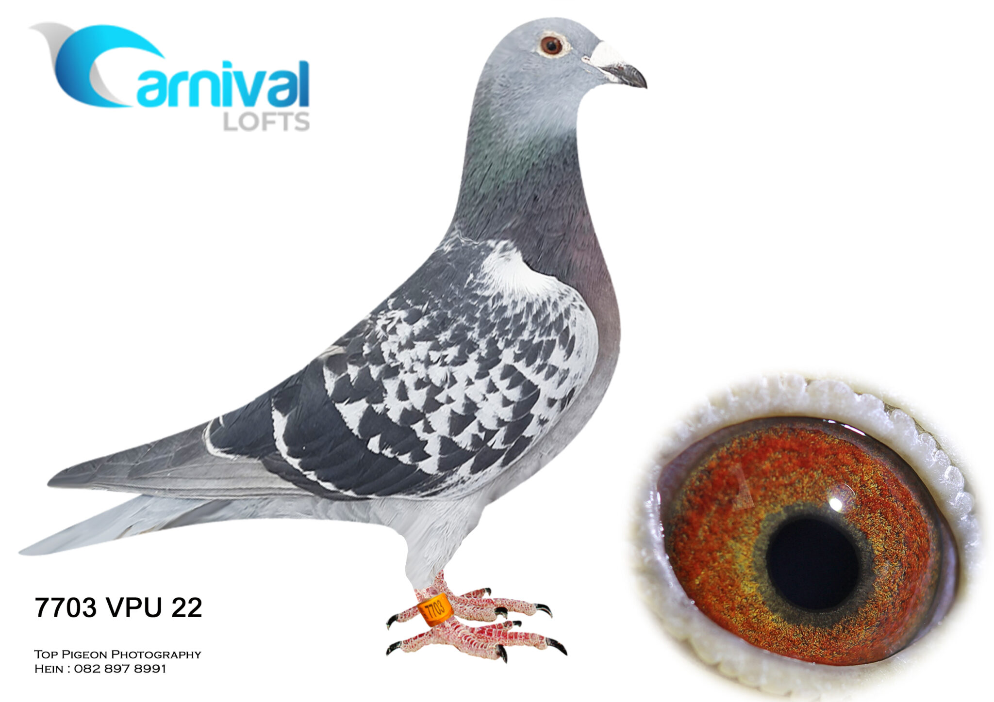 Lot 38 Carnival One Day Lofts-BOESMAN SWANEPOEL-VPU 22 7703(NO PEDIGREE)