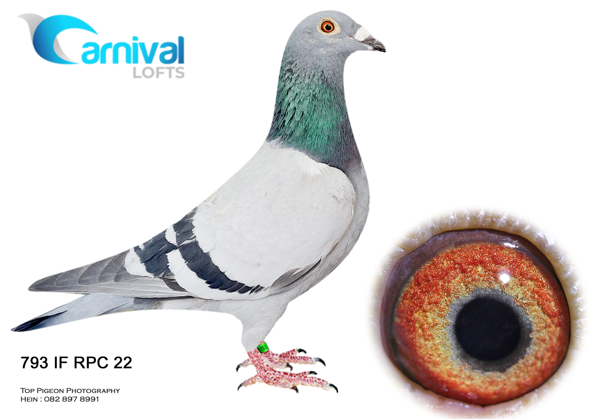 Lot 68 Carnival One Day Lofts-DAVID DEMKO-IF 22 RPC 22 793 BBAR – SIRE ...