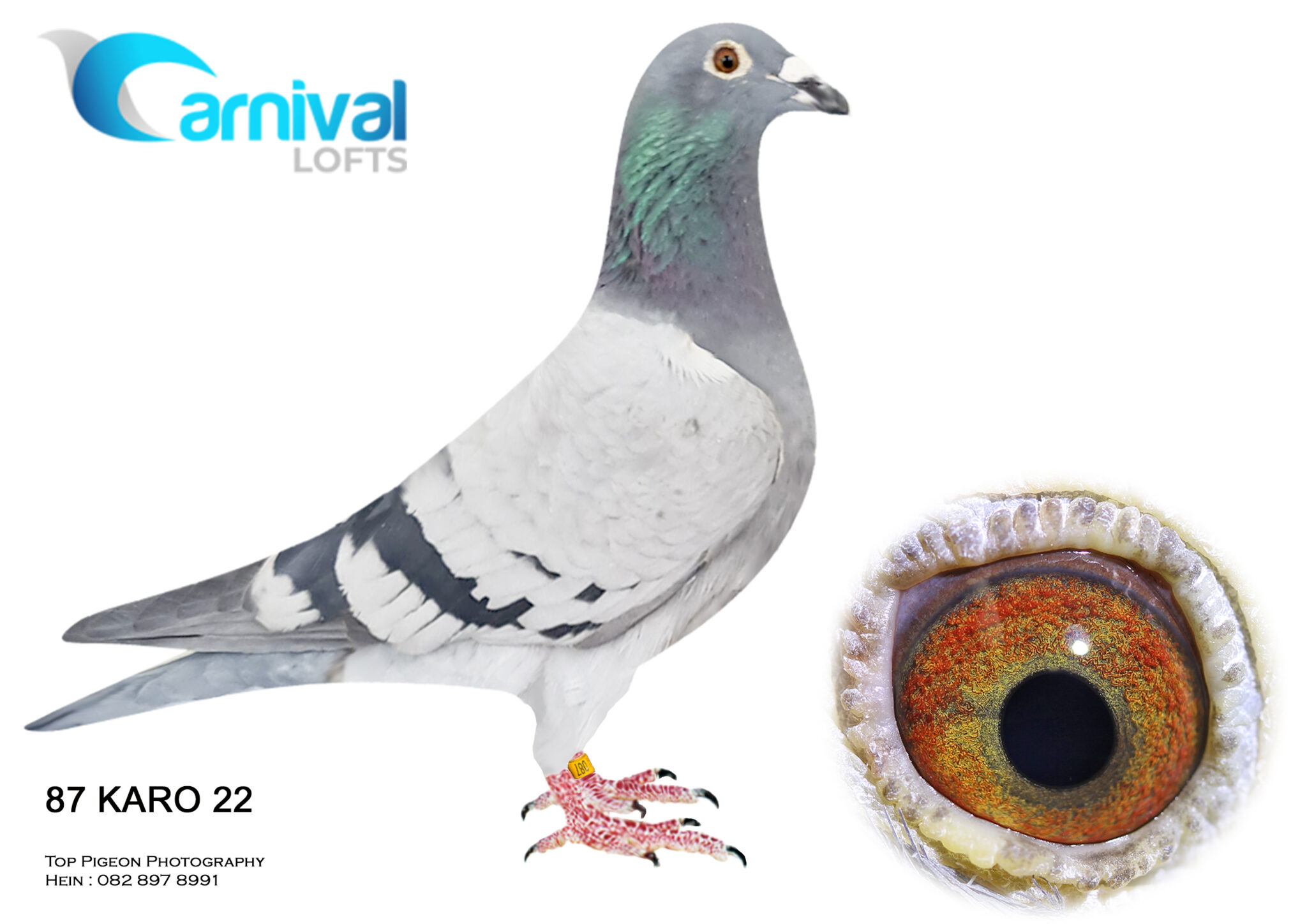 Lot 34 Carnival One Day Lofts-KAROO HOKKE-KARO 22 87 BBAR – SIRE:19 KARO 18. Alias “”KLOK-IN ...