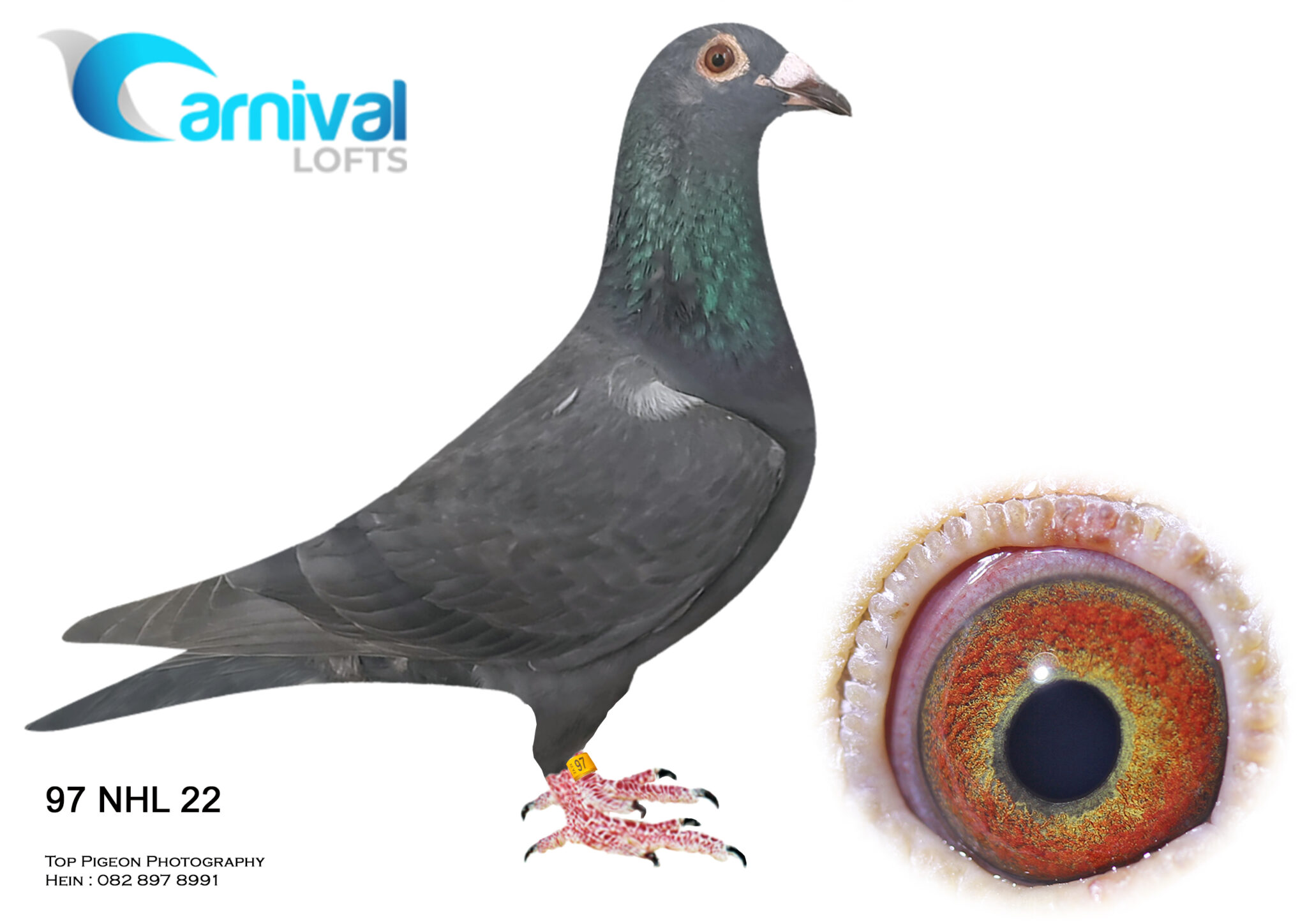 Lot 97 Carnival One Day Lofts-BADENHORST LOFTS-NHL 22 97 – SIRE: 06 16 ...