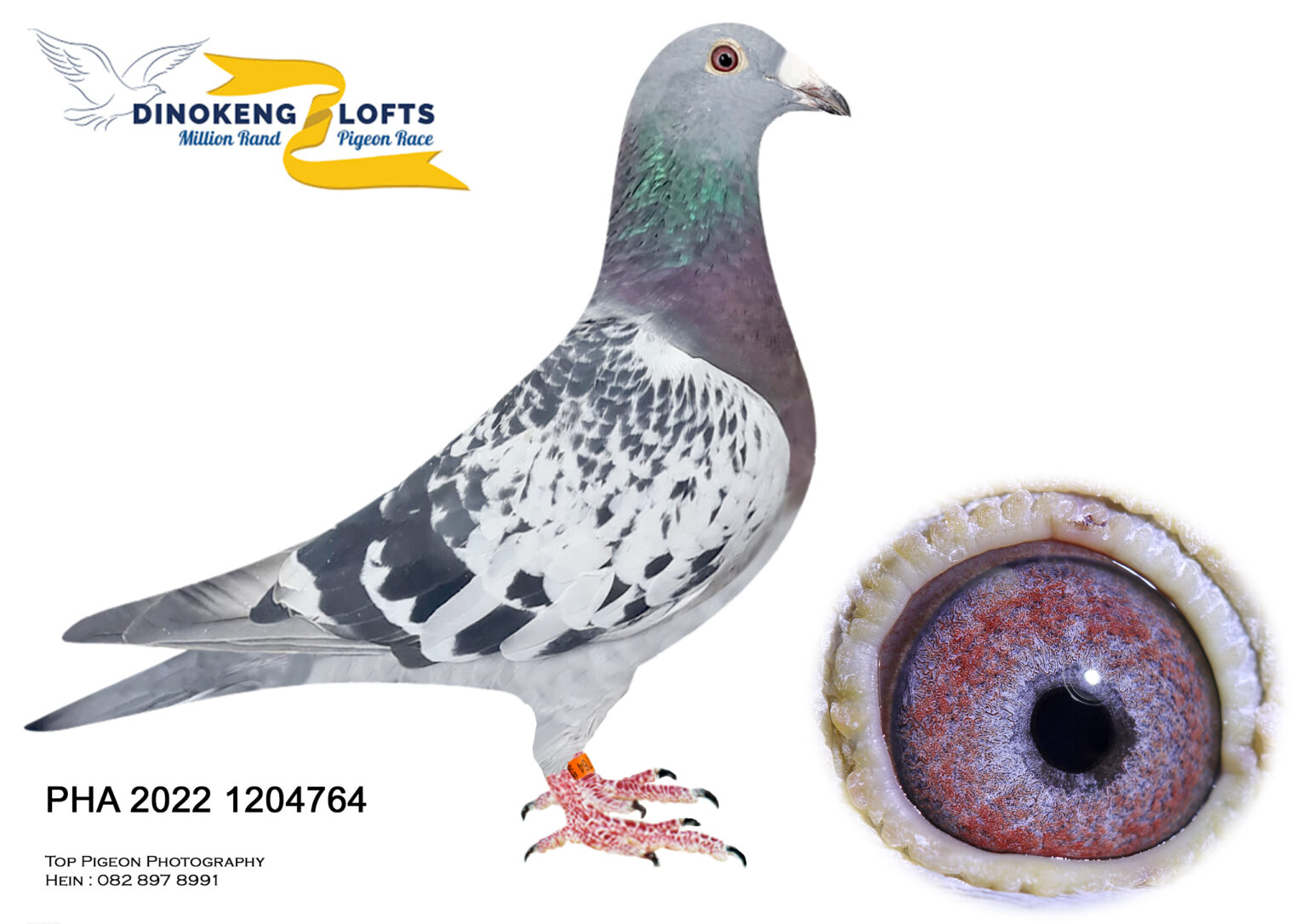 z..Lot 114 Dinokeng Auction 3-PHALA PHALA LOFTS TEAM 2-PHA 22 1204764(NO PEDIGREE)