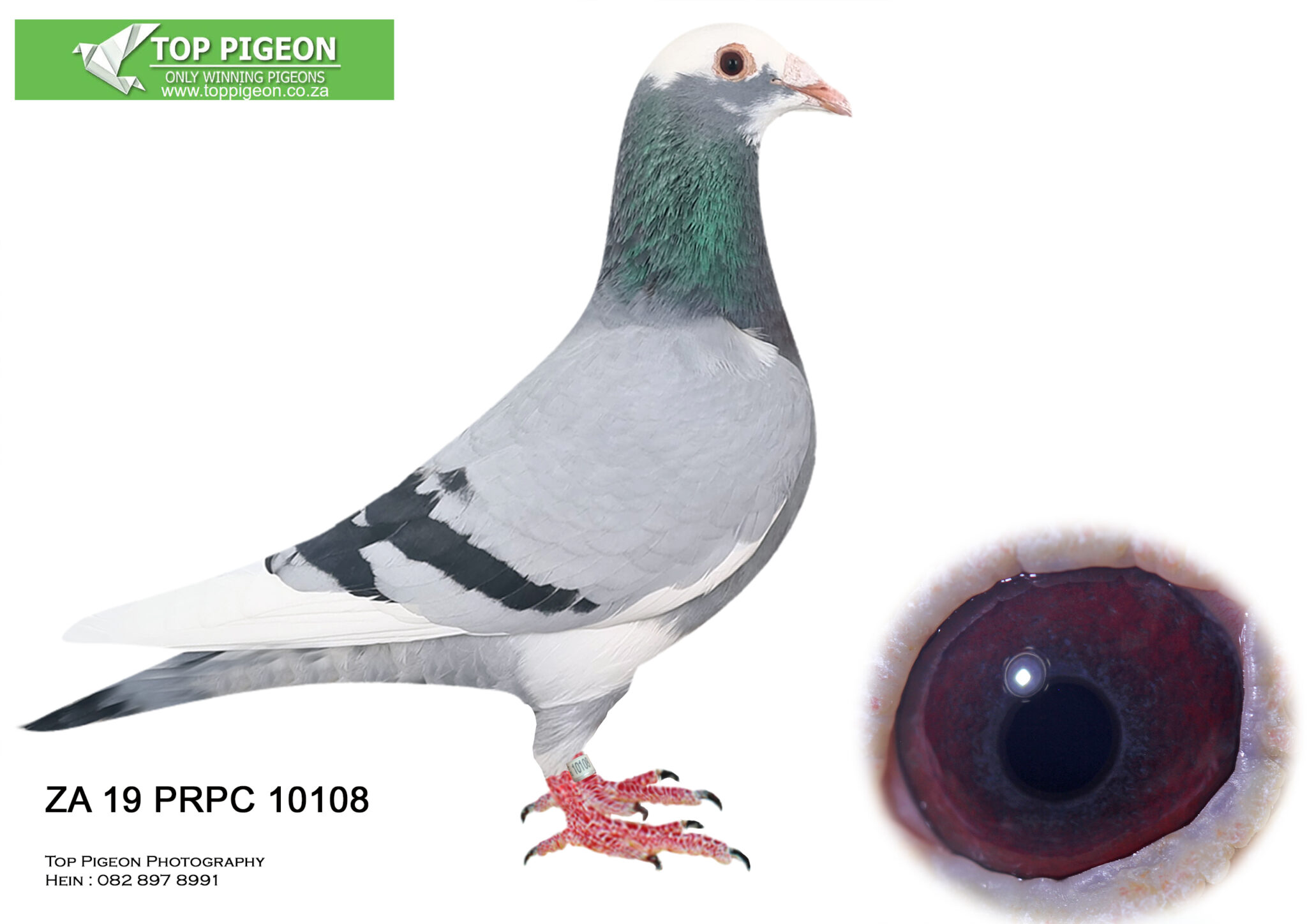 LOT 13 BOTHA LOFTS – ZA 19 PRPC 10108 BBAR PIED – SIRE:02835 ZA 16 ...