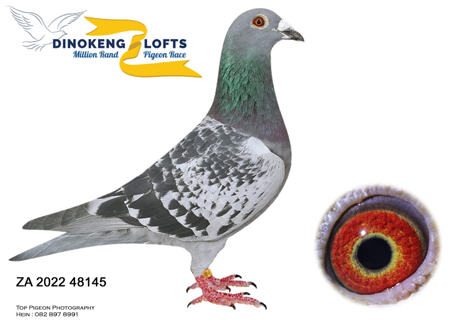 Lot 76 Dinokeng Auction 3-DIVINE APPOINTMENT SYNDICATE-ZA 22 48145 – SIRE: ZA 17 OOAFRICA 208 ...