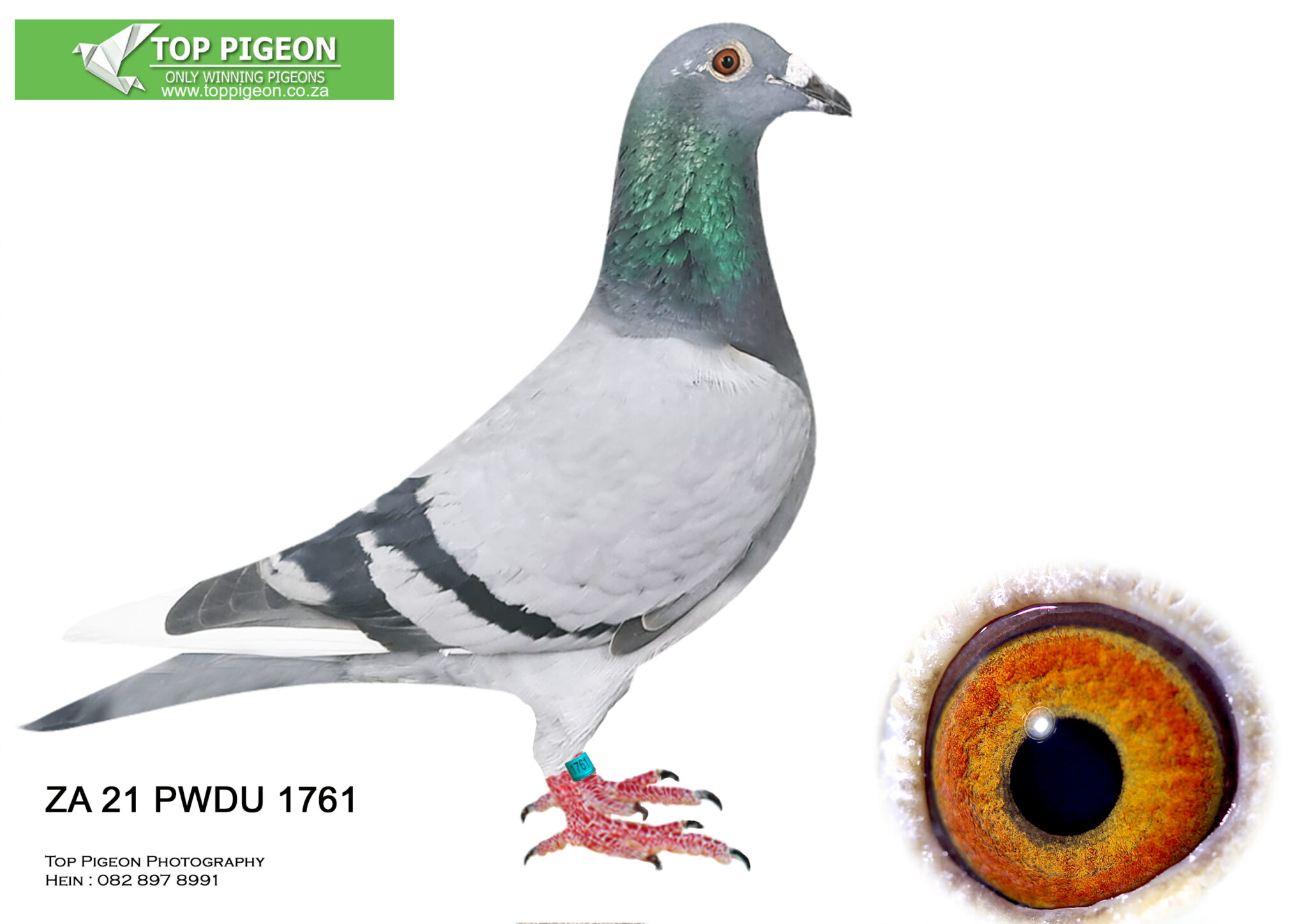 LOT 17 BOTHA LOFTS – ZA 21 PWDU 1761 BBAR WF – SIRE:11580 ZA 16. Excellent breeder and racer ...