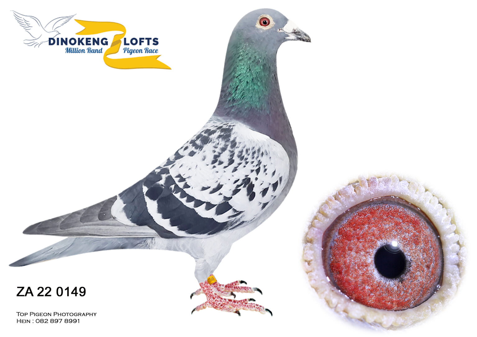 z..Lot 112 Dinokeng Auction 3-FOUR WORX-ZA ZWDK 22 0149(NO PEDIGREE)