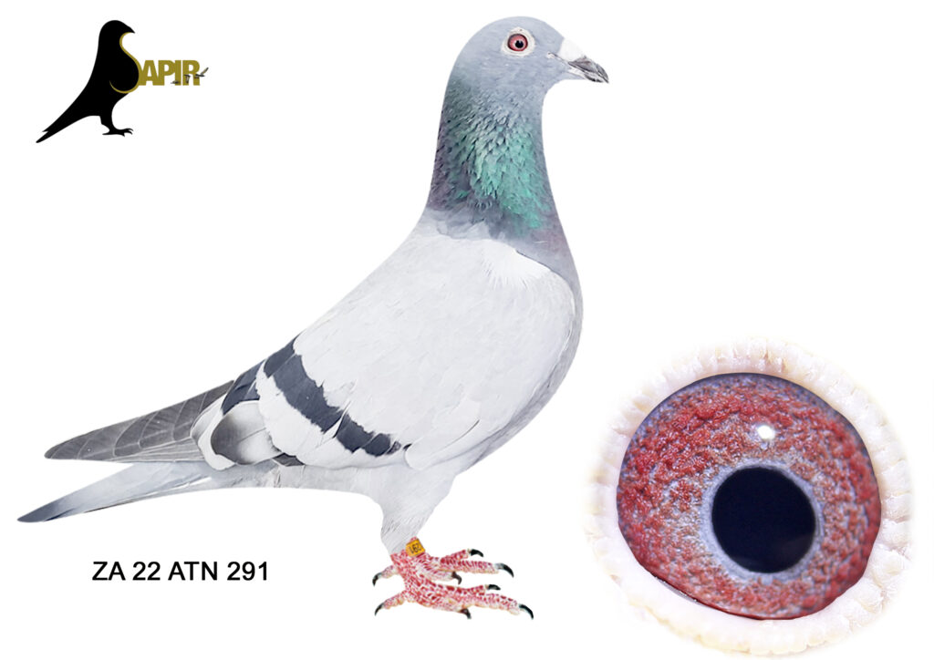 LOT 11 SAPIR OLR AUCTION 3 – BERTUS NEL – ZA 22 ATN 291 BBAR – Full brother of ZA 22 AJN 499 – 1 ...