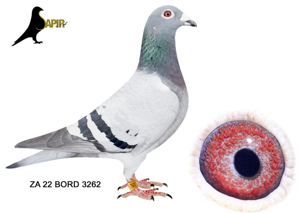 LOT 10 SAPIR OLR AUCTION 3 -PHILLIPS & ENGELBRECHT – ZA 22 BORD 3262 BBAR – SIRE:2130666 BELG 21 ...