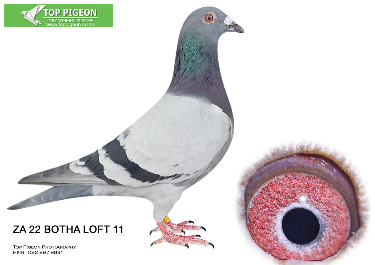 LOT 28 BOTHA LOFTS – ZA 22 BOTHA LOFT 11 BBAR – SIRE:02835 ZA 16 ...