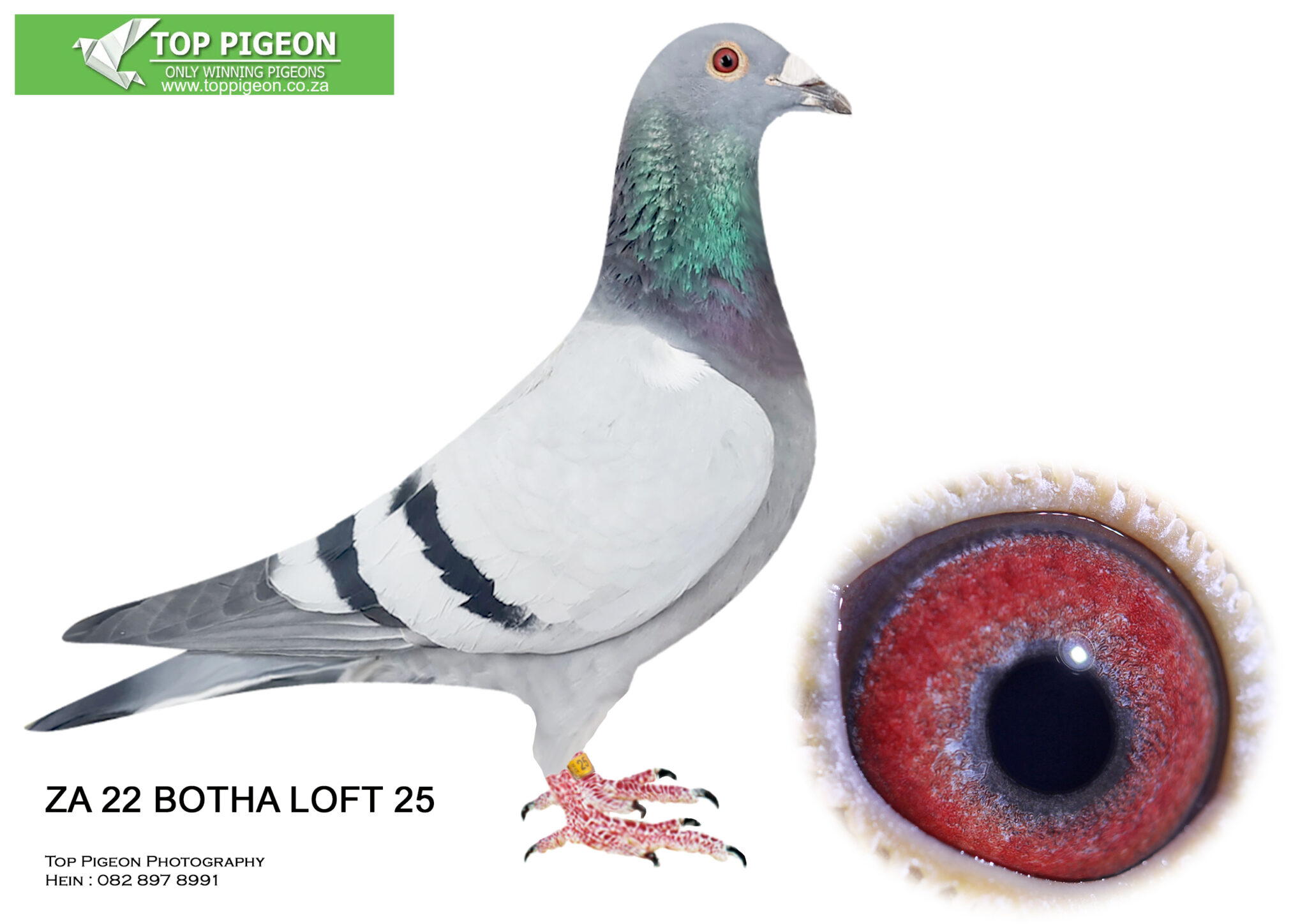 LOT 29 BOTHA LOFTS -ZA 22 BOTHA LOFT 25 BBAR – SIRE: 06508 ZA 15. DU ...