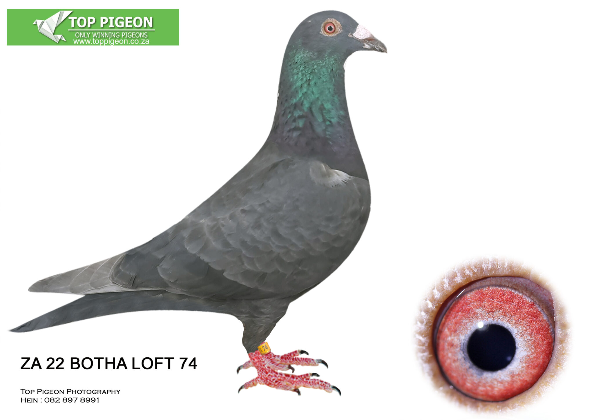 LOT 27 BOTHA LOFTS – ZA 22 BOTHA LOFT 74 BLACK -SIRE: 199323 ZA 19 ...