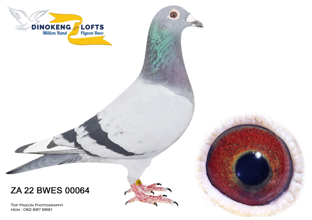 LOT 22 DINOKENG OLR AUCTION 4 A -TEAM VISION – ZA 22 BWES 00064 BBWF – In the pedigree you find ...