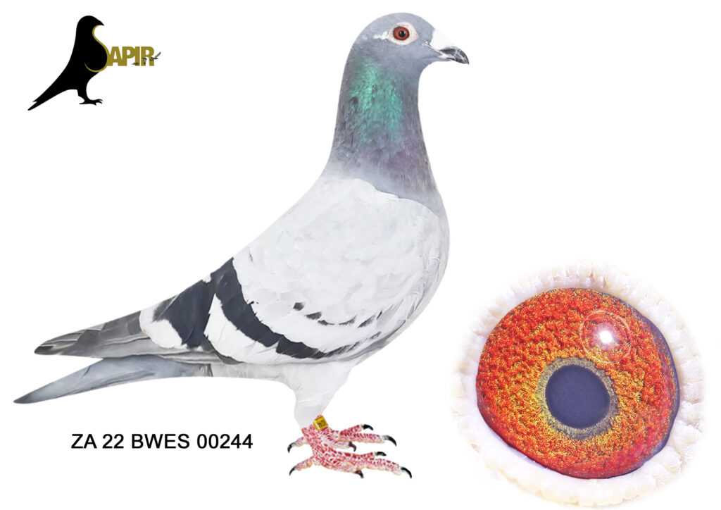 .LOT 5 SAPIR OLR AUCTION 3 – TEAM VISION – ZA 22 BWES 00244 BBAR —SIRE WERE BOUGHT FOR R140 000. ...