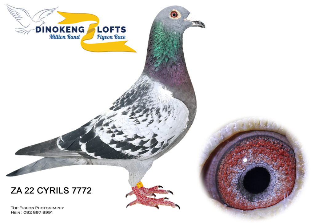 Lot 16 Dinokeng Auction 3-DIVINE APPOINTMENTS SYNDICATE-ZA CYRIL 22 7772 CH -SIRE:ZA 19 SRF 2419 ...