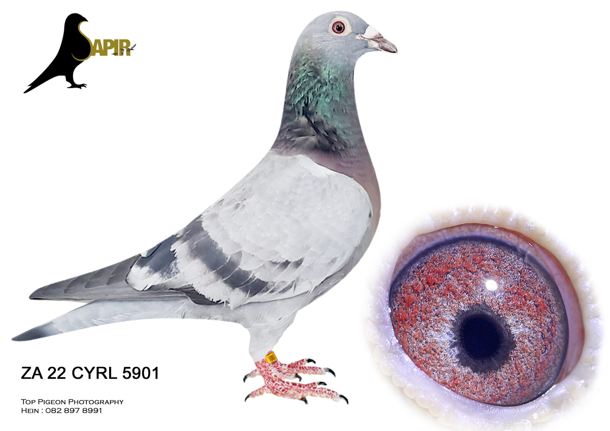 .LOT 4 SAPIR AUCTION 2 -MORNE AHLERS – ZA 22 CYRL 5901 – Bloemfontein Hotspot 2 – 2/360 (win R25 ...