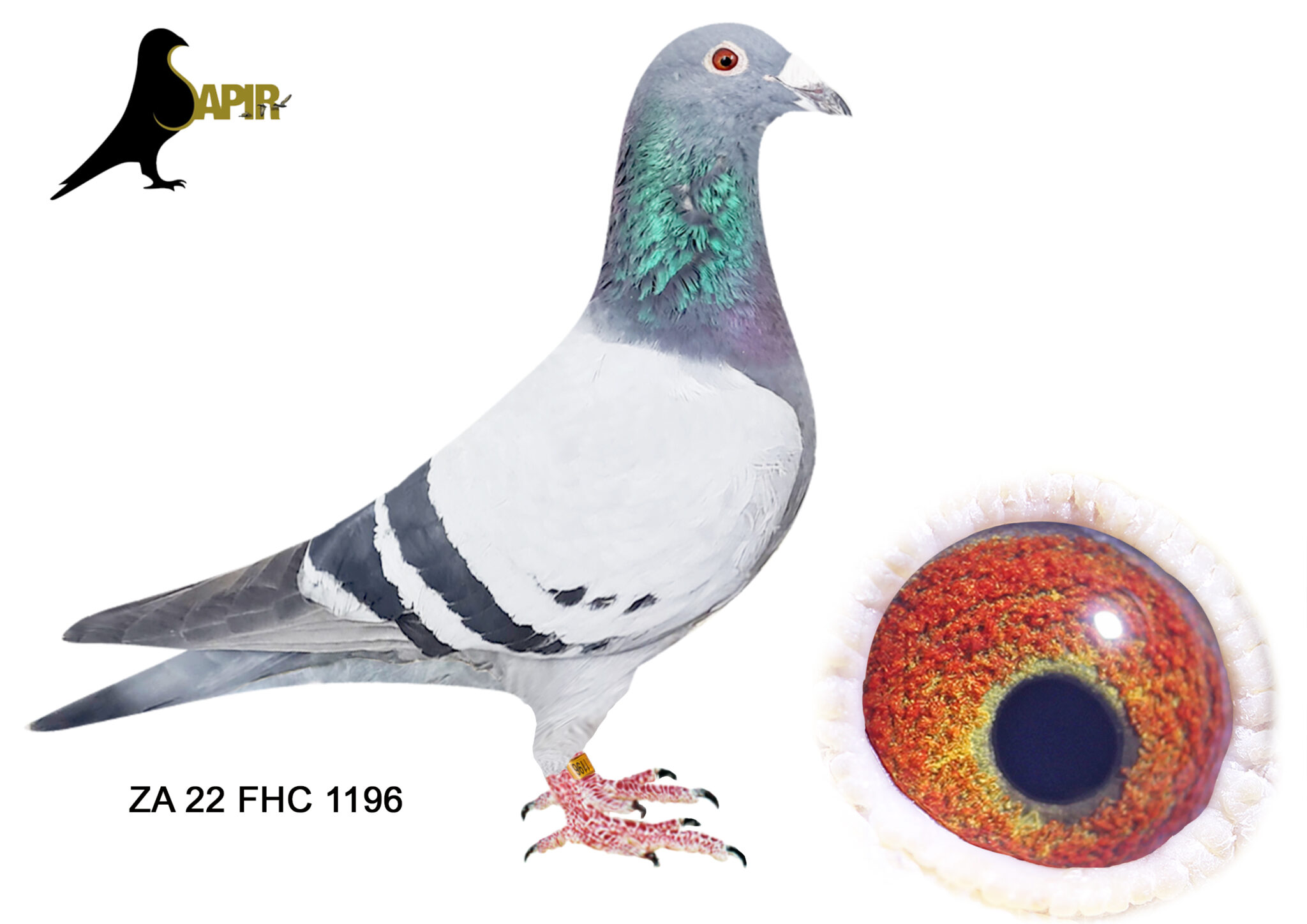 LOT 17 SAPIR OLR AUCTION 3 – FHC & S – ZA 22 FHC 1196 BBAR – SIRE: 1076 ZA 22 FHC . Alias ...