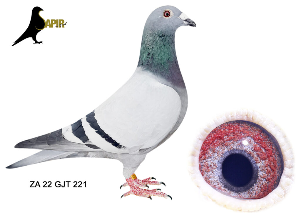 LOT 25 SAPIR OLR AUCTION 3 -SAPIR TRACKER – ZA 22 GJT 221 BBAR – SIRE:4605 ZA 20 VPU. BRED BY ...