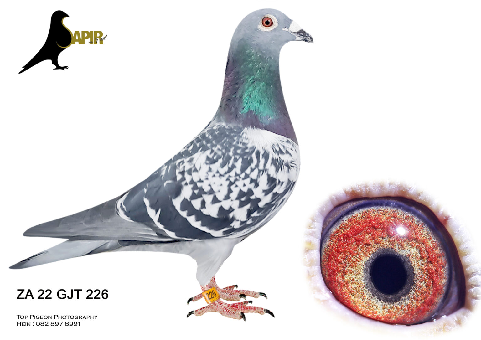 LOT 18 SAPIR AUCTION 2 –SAPIR TRACKER – ZA 22 GJT 226 – SIRE: ZA 20 243394 . OOA ONE LOFT WINNER ...