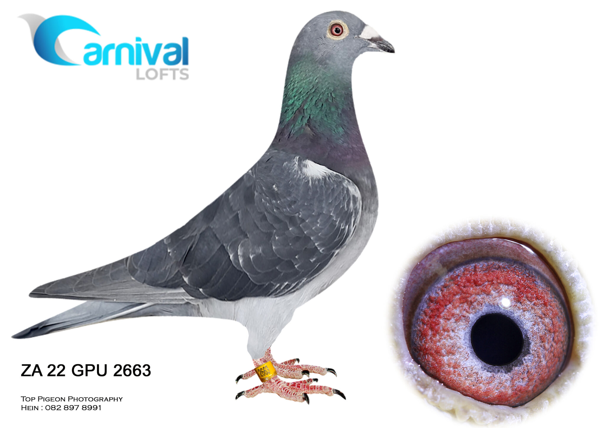 LOT 13 R500 BARGAIN BOX – -CYRL 22 2663 – Sire: 2547 ZULU 20 “Goofy” . Siegfried Mayer ...