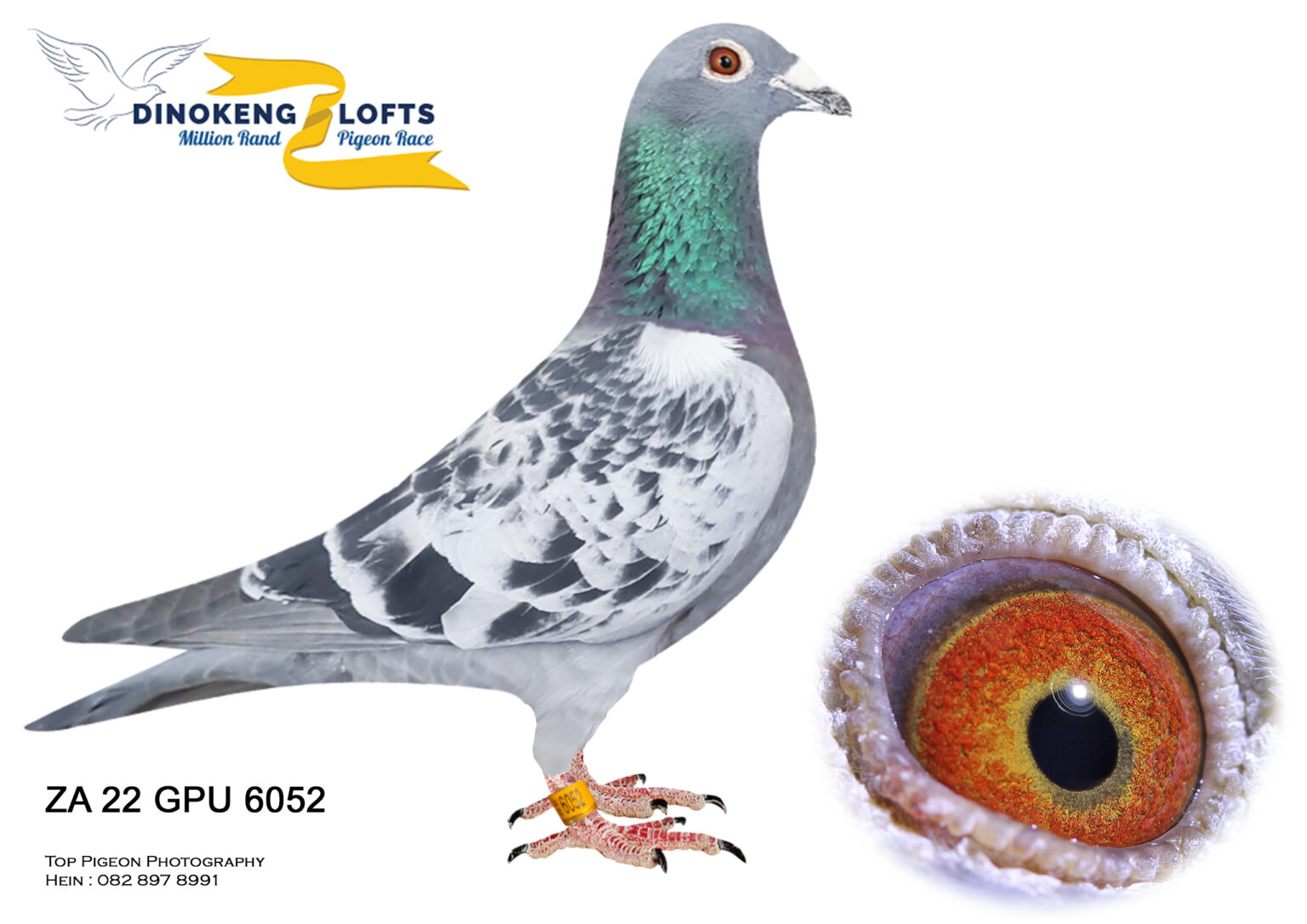 Lot 42 Dinokeng Auction 3-MPN SYNDICATE-ZA GPU 22 6052(NO PEDIGREE) - Top Pigeon