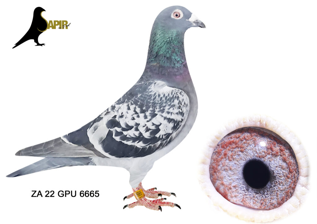 .LOT 4 SAPIR OLR AUCTION 3 – TNT ELITE CENTRE – ZA 22 GPU 6665 CH – SIRE:USA 19 387 . TNT. HIS ...