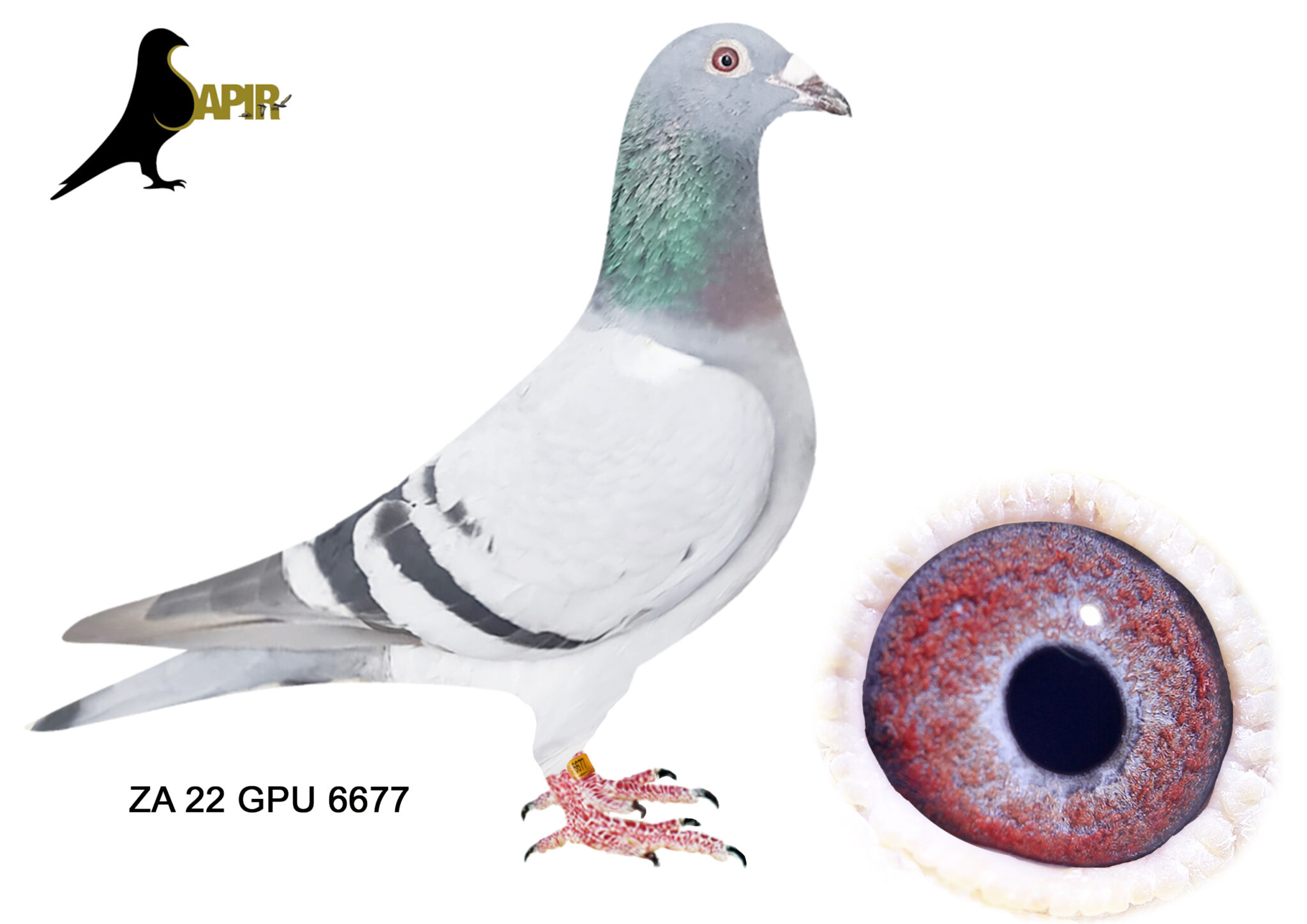 LOT 22 SAPIR OLR AUCTION 3 – TNT ELITE CENTRE – ZA 22 GPU 6677 BB – SIRE: BE 21 3015189. THIS IS ...