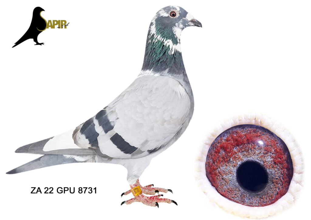 .LOT 3 SAPIR OLR AUCTION 3 -TOP PIGEON SYNDICATE – ZA 22 GPU 8731 BBPD – SIRE:92760 ZA 18 ...