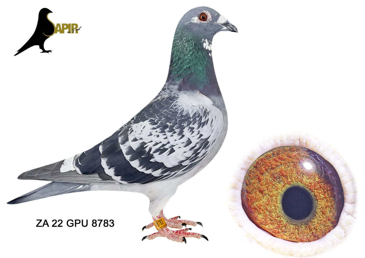 LOT 30 SAPIR OLR AUCTION 3 – TOP PIGEON SYNDICATE – ZA 22 GPU 8783 CHPD – SIRE:5628 TRPF 20 ...