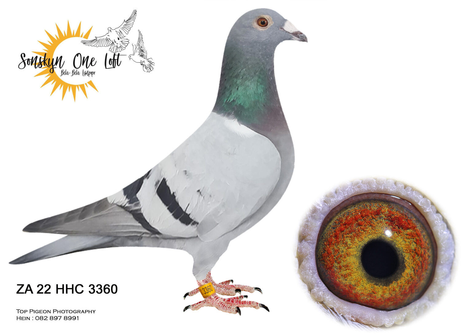 Lot 18 SONSKYN ONE LOFT-DAVE GILBERT-HHC 22 3360 BBAR – 12TH FINAL , 9TH ACE PIGEON ———-SIRE ...