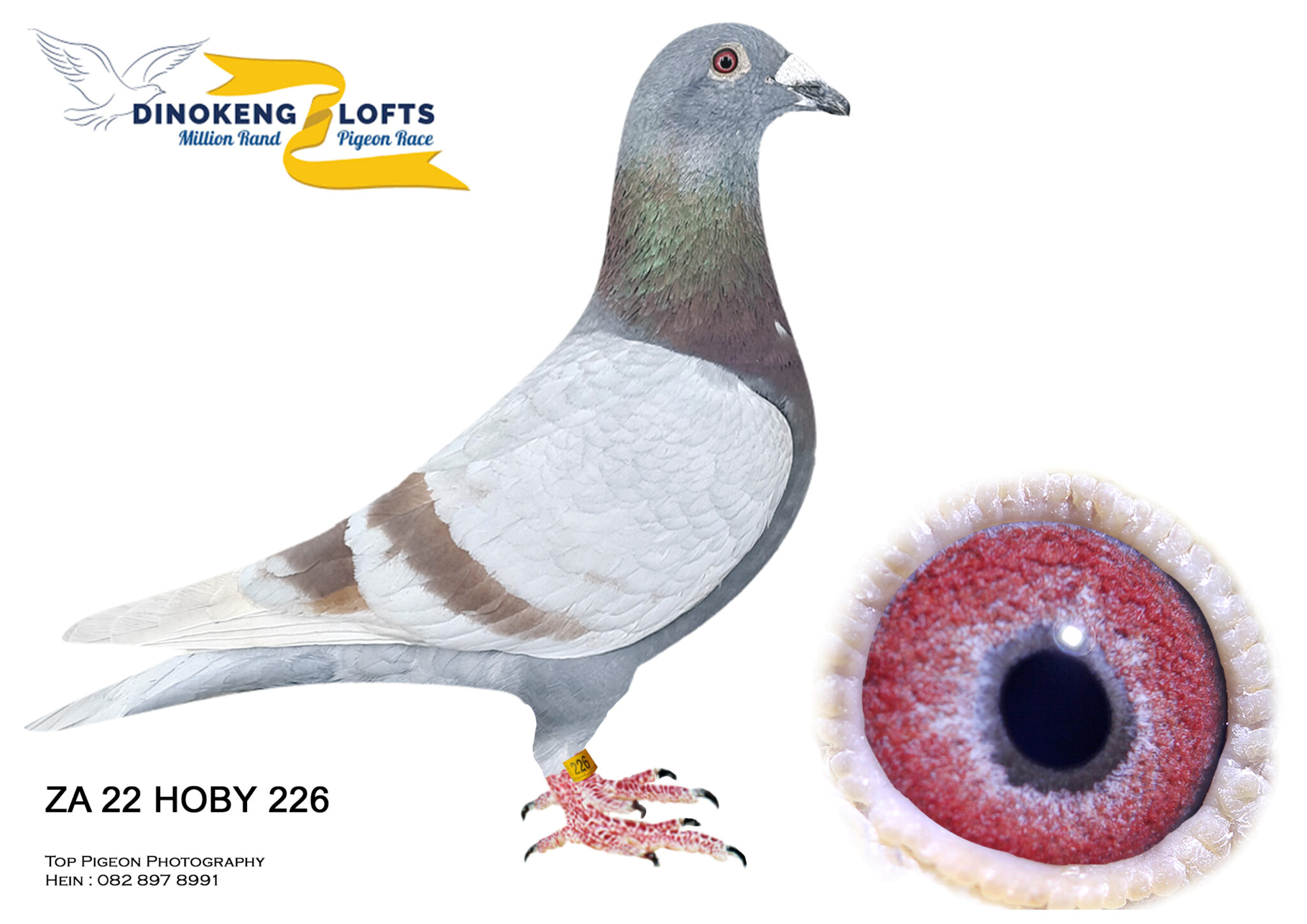 .LOT 9 DINOKENG OLR AUCTION 4 A – SCHONKEN , WILLIE & JAMES (BRED BY ANTON SCHONKEN) – ZA 22 ...