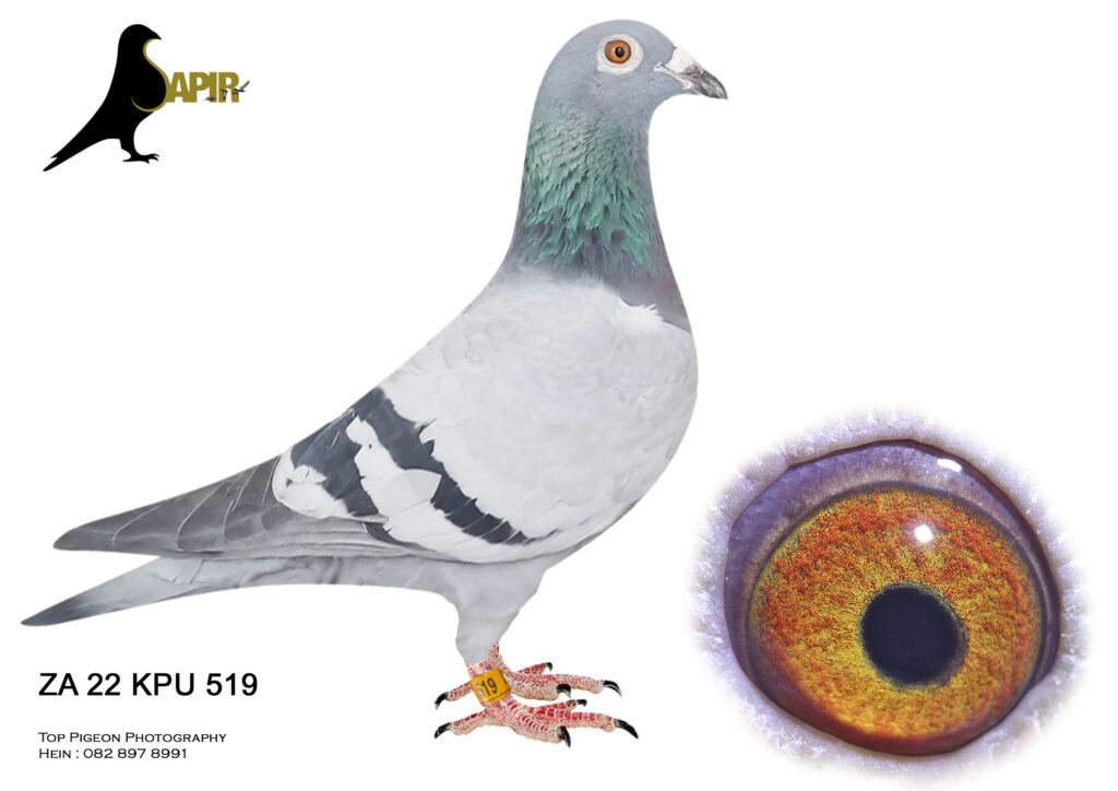 LOT 26 SAPIR AUCTION 2 – IGNIS FIRE – ZA 22 KPU 519 BBAR – SIRE: 326 WRRPA 20 MPKD . KAASBOER ...