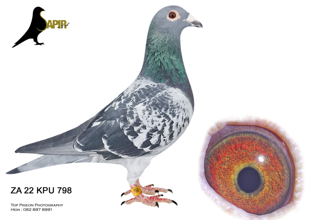 LOT 17 SAPIR AUCTION 2 –FIRE FLIES – ZA 22 KPU 798 – SIRE: 14943 WRRPA 14 ZA.———-DAM:75101 WRRPA ...