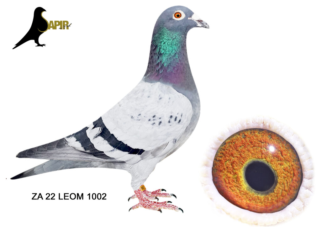 LOT 26 SAPIR OLR AUCTION 3 -KLERKSDORP RACERS – ZA 22 LEOM 1002 BB – IRE: ZA 13 WPU 03030. THIS ...