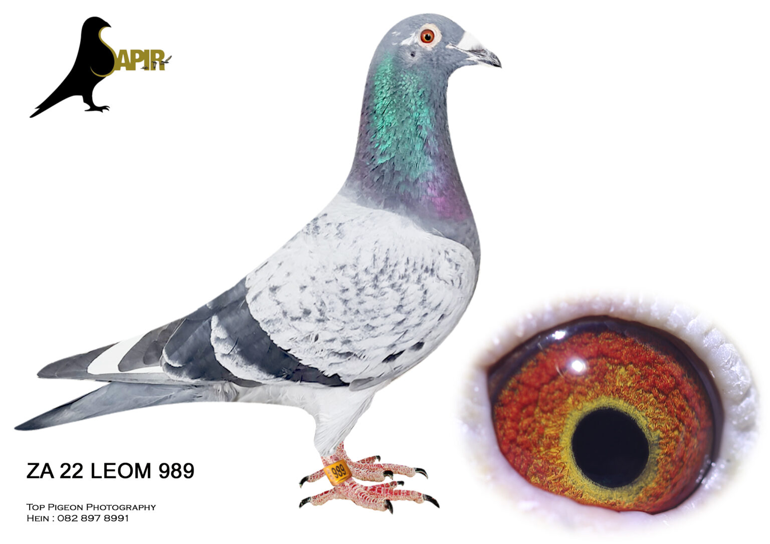 .LOT 6 TOPPIGEON MID APRIL – ZA 22 LEOM 989 – SIRE : LEON 19 116 ...