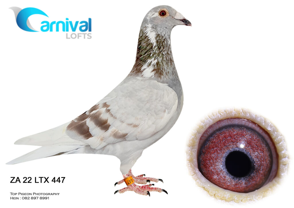 Lot 84 Carnival One Day Lofts-PH 3-LTX 22 447 —–SIRE: Grizzle C 2015 ...