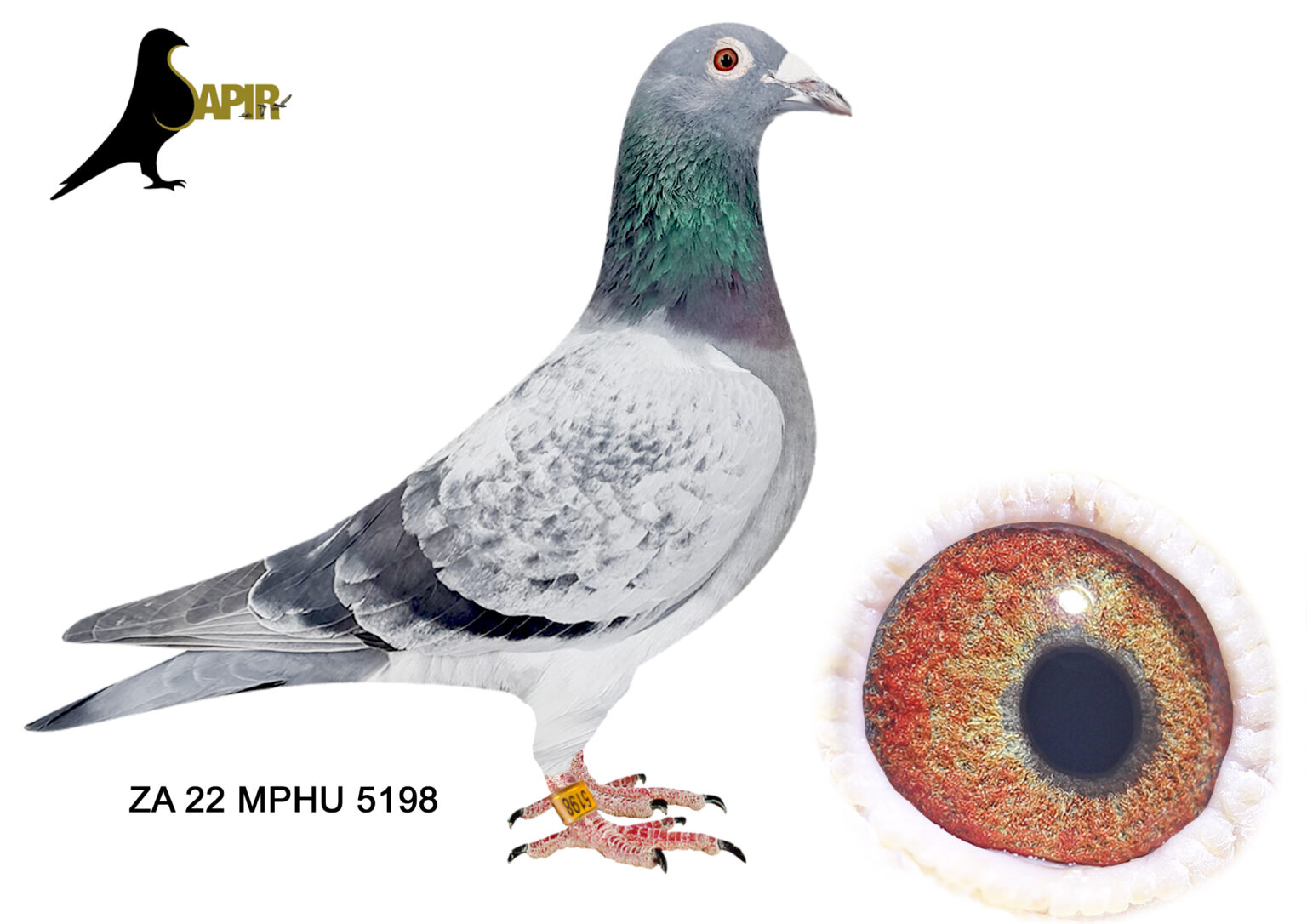 LOT 21 SAPIR OLR AUCTION 3 – FRIK EN LEON – ZA 22 MPHU 5198 PENCIL – SIRE: NL 15 1365221 ...