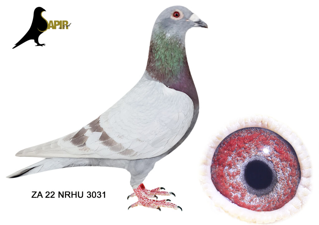 .LOT 9 SAPIR OLR AUCTION 3 – JOHNNY FORBES / JACQUES / MARIUS – ZA 22 NRHU 3031 MEAL – SIRE: ZA ...