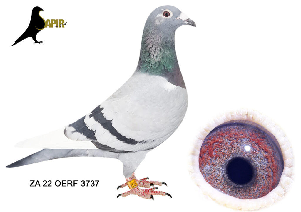 LOT 13 SAPIR OLR AUCTION 3 – TEAM CCC – ZA 22 OERF 3737 BBWF – SIRE: 08193 ZA OERF 15 . THIS IS ...