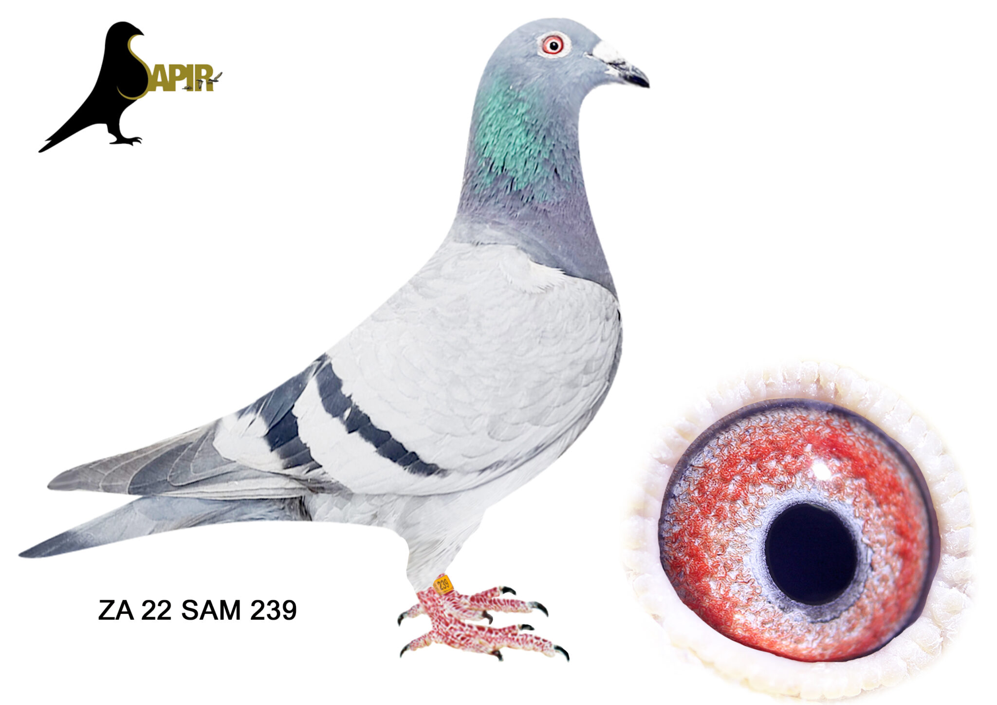 LOT 15 SAPIR OLR AUCTION 3 -SAMUEL LOFTS – ZA 22 SAM 239 BBAR – SAME BRED SOLD ON PREVIOUS ...